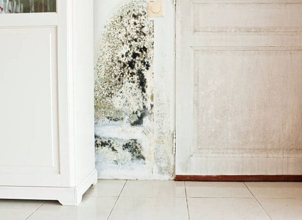 Does Mold Die When It Dries Out? | Moisture Master Pros
